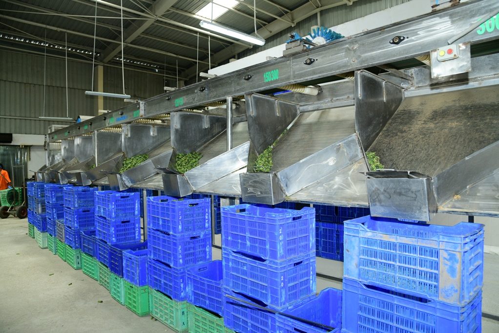 Gallery – India Agro Exports