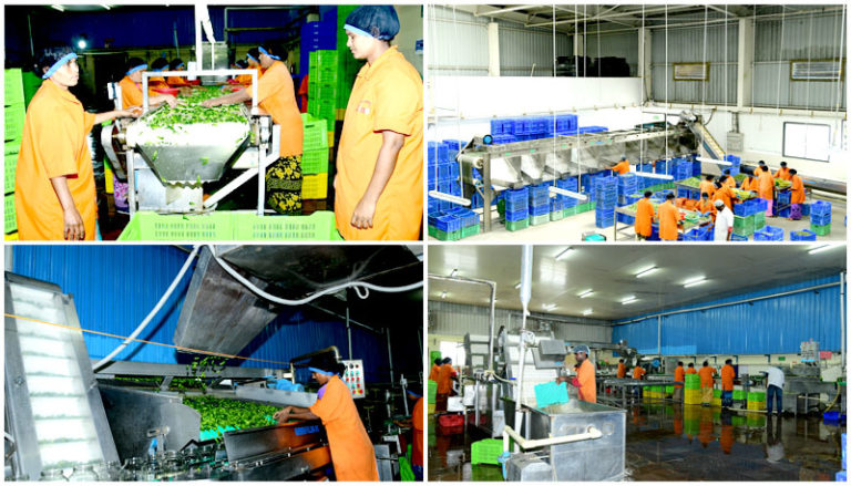 Manufacturing – India Agro Exports